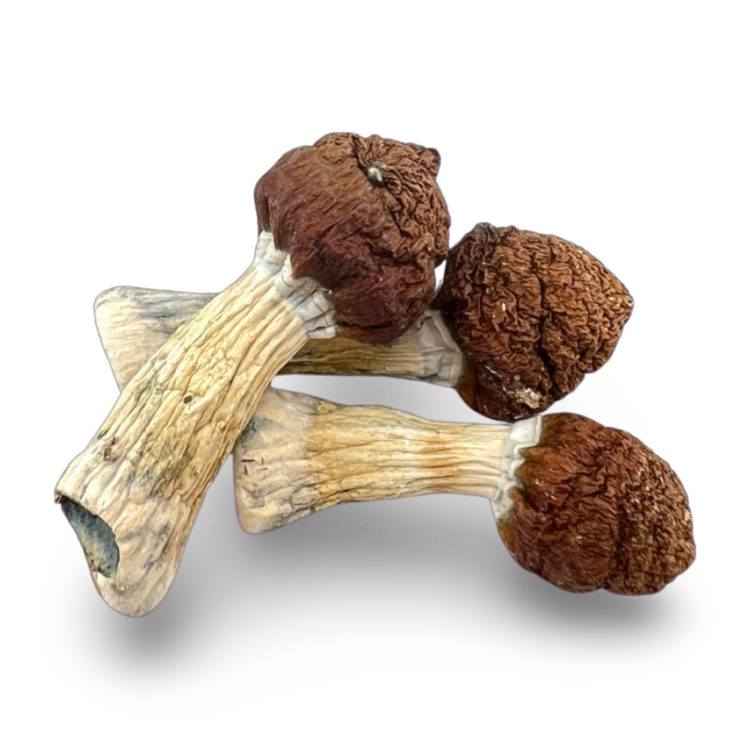 Buy Blue Meanie Magic Mushrooms Online - CybinRush Online Dispensary