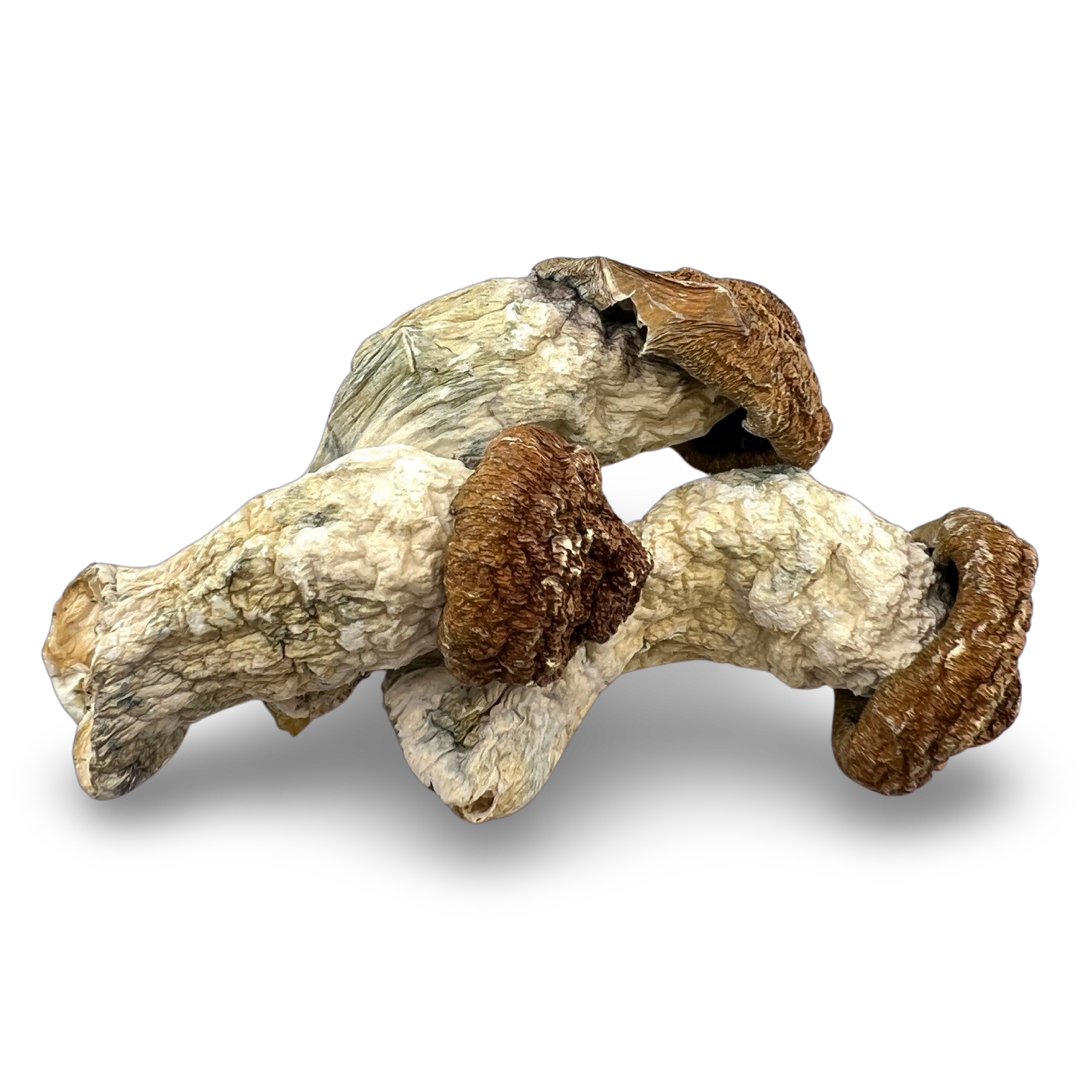 Buy Melmac Magic Mushrooms Online - CybinRush Online Dispensary