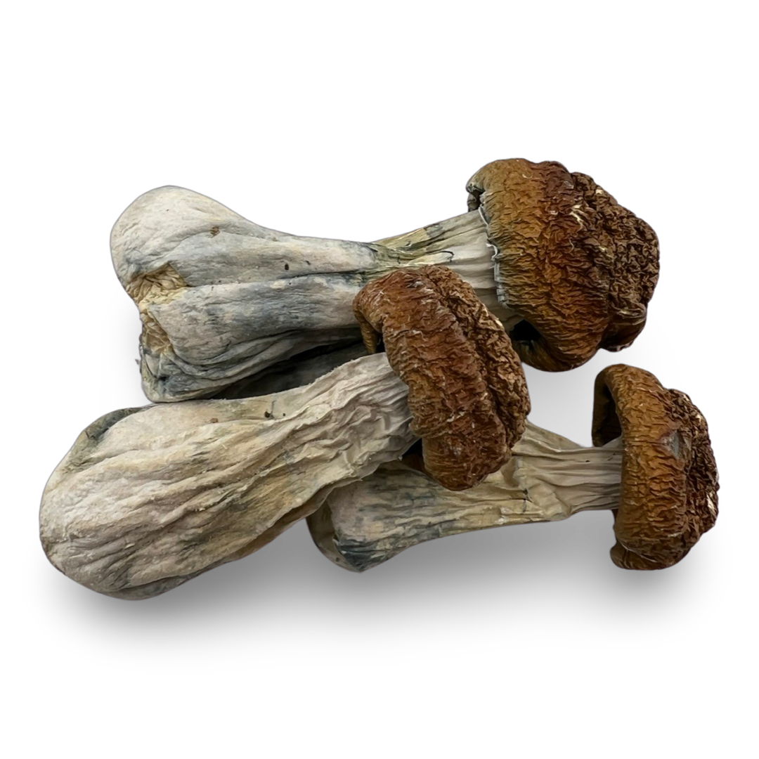 Buy Trinity Magic Mushrooms Online - CybinRush Online Dispensary